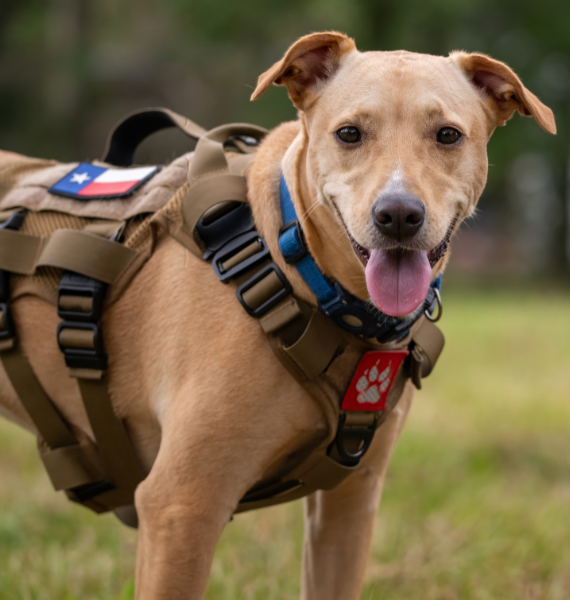 Adventure Dog K9 Gear (Coming Soon) – Dragoon Unlimited